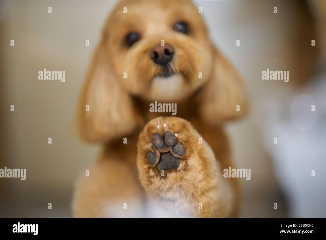 Cute dog showing paw inside cozy indoor setting with soft lighting ...