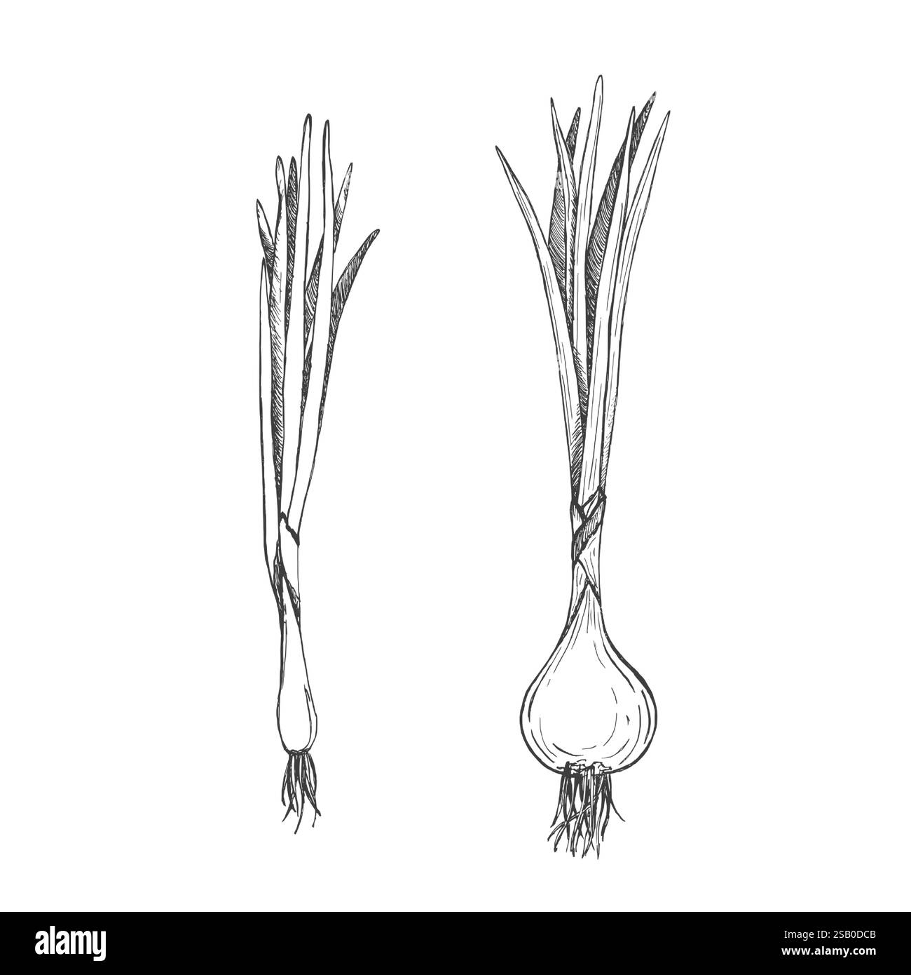 Fresh green onions. Verdure bunch. Isolated vector graphic illustration ...