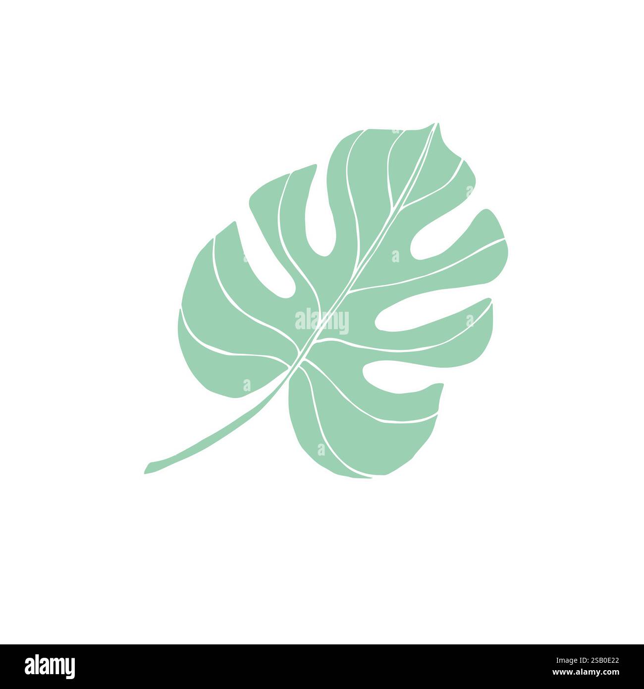 Vector hand drawn doodle sketch mint colored monstera leaf isolated on ...