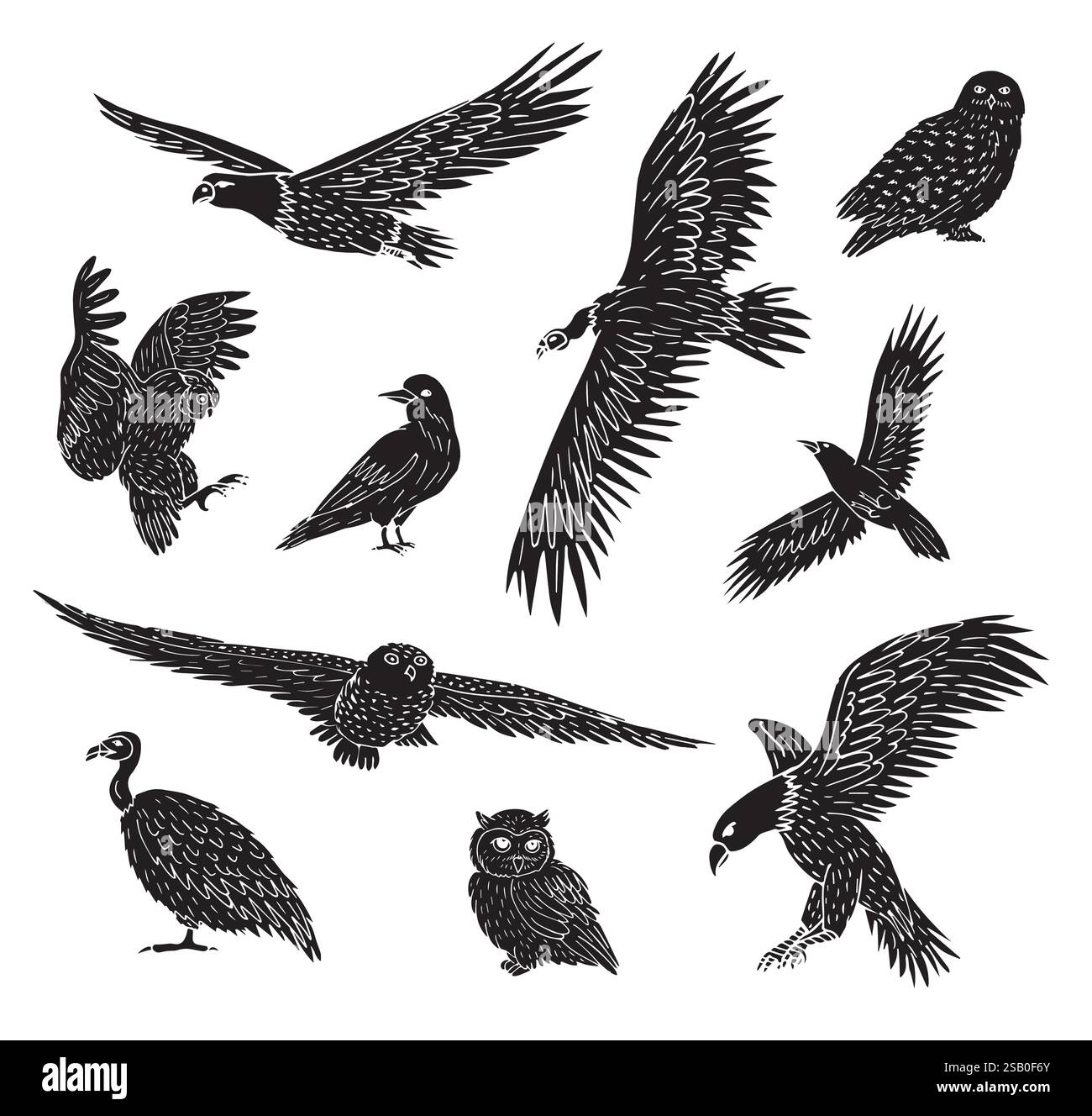 Vector set bundle of predator birds Stock Vector Image & Art - Alamy