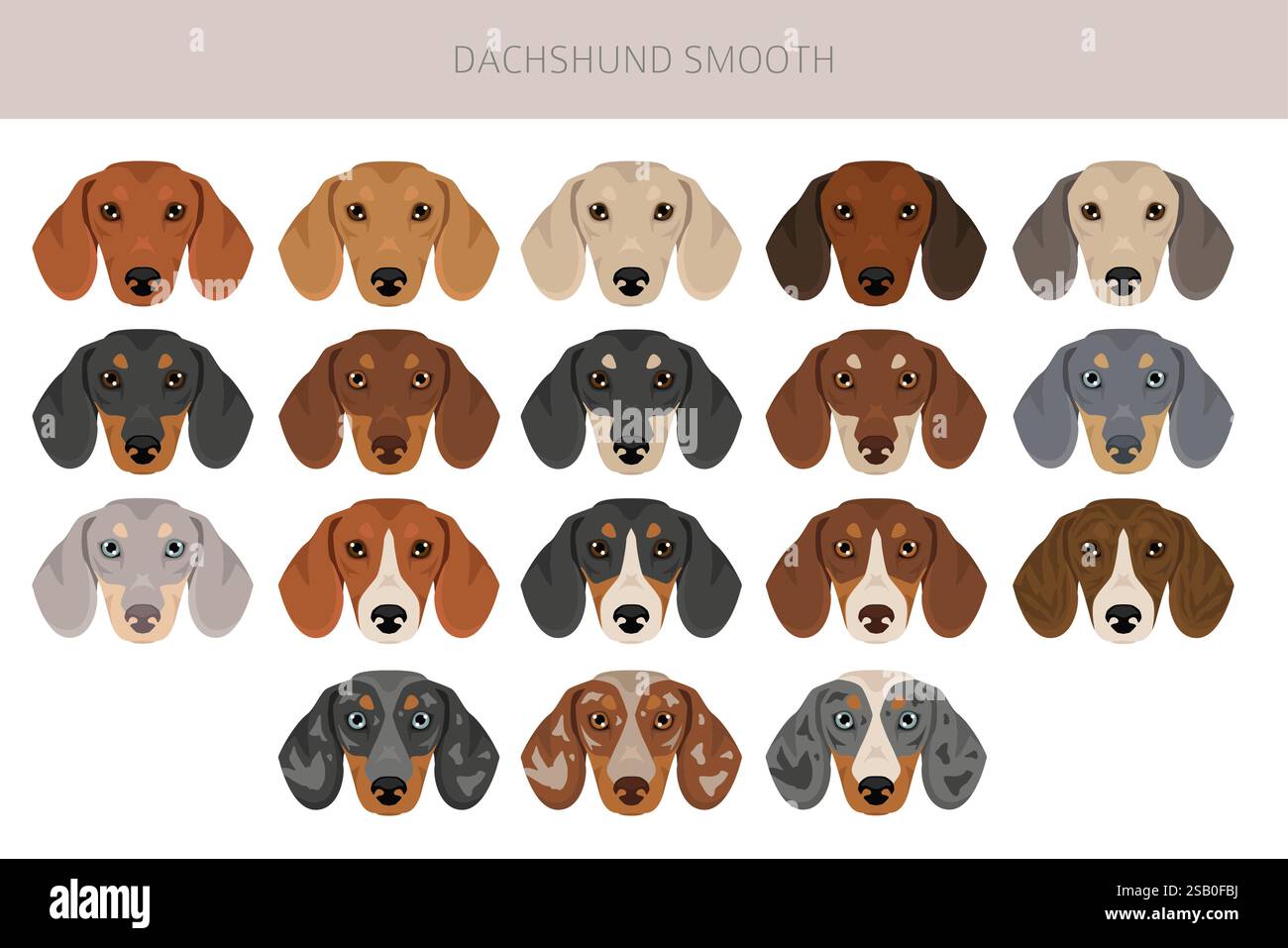 Dachshund short haired dog clipart. Different coat colors set. Vector ...