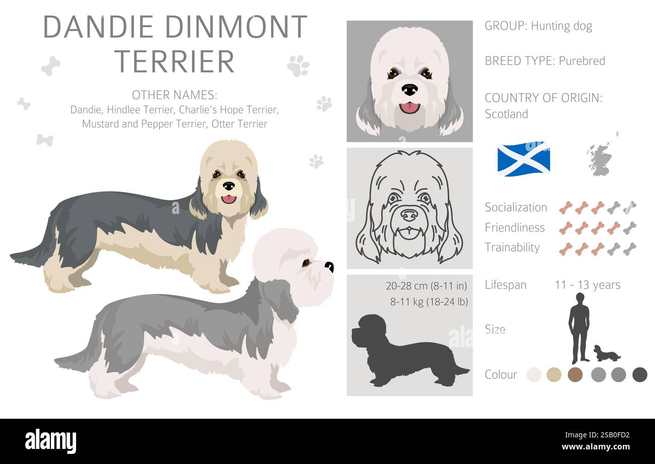 Dandie dinmont terrier puppy clipart. Different poses, coat colors set ...