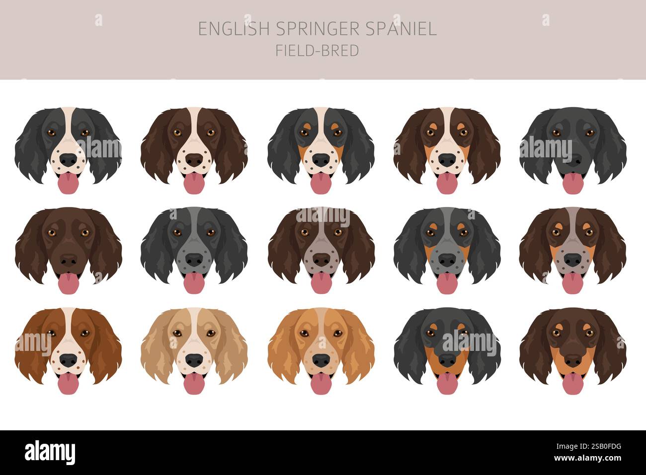 English springer spaniel field bred clipart. Different poses, coat ...