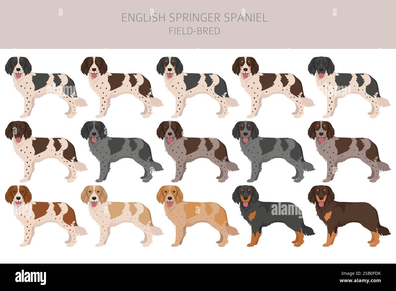 English springer spaniel field bred clipart. Different poses, coat ...
