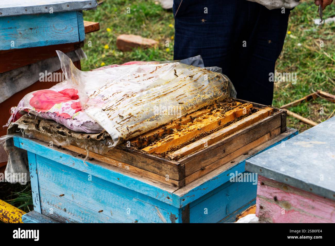 Wooden beehives, Beekeeping concept, honey bee box hive Stock Photo - Alamy