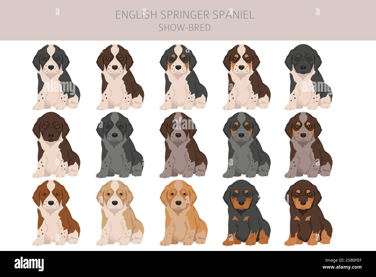 English springer spaniel show-bred clipart. Different poses, coat ...