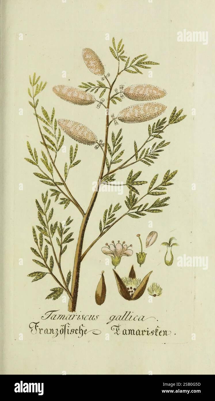 Species tamariscus gallica hi-res stock photography and images - Alamy
