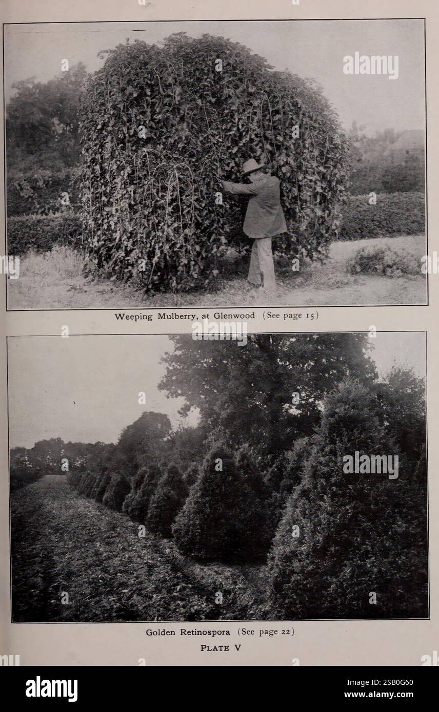 Moon's, hardy, trees, plants, for every, place, purpose, Morrisville ...