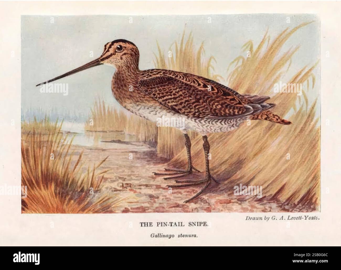 The, birds, of, Singapore, Island, Singapore, Printed, at, the, Govt ...