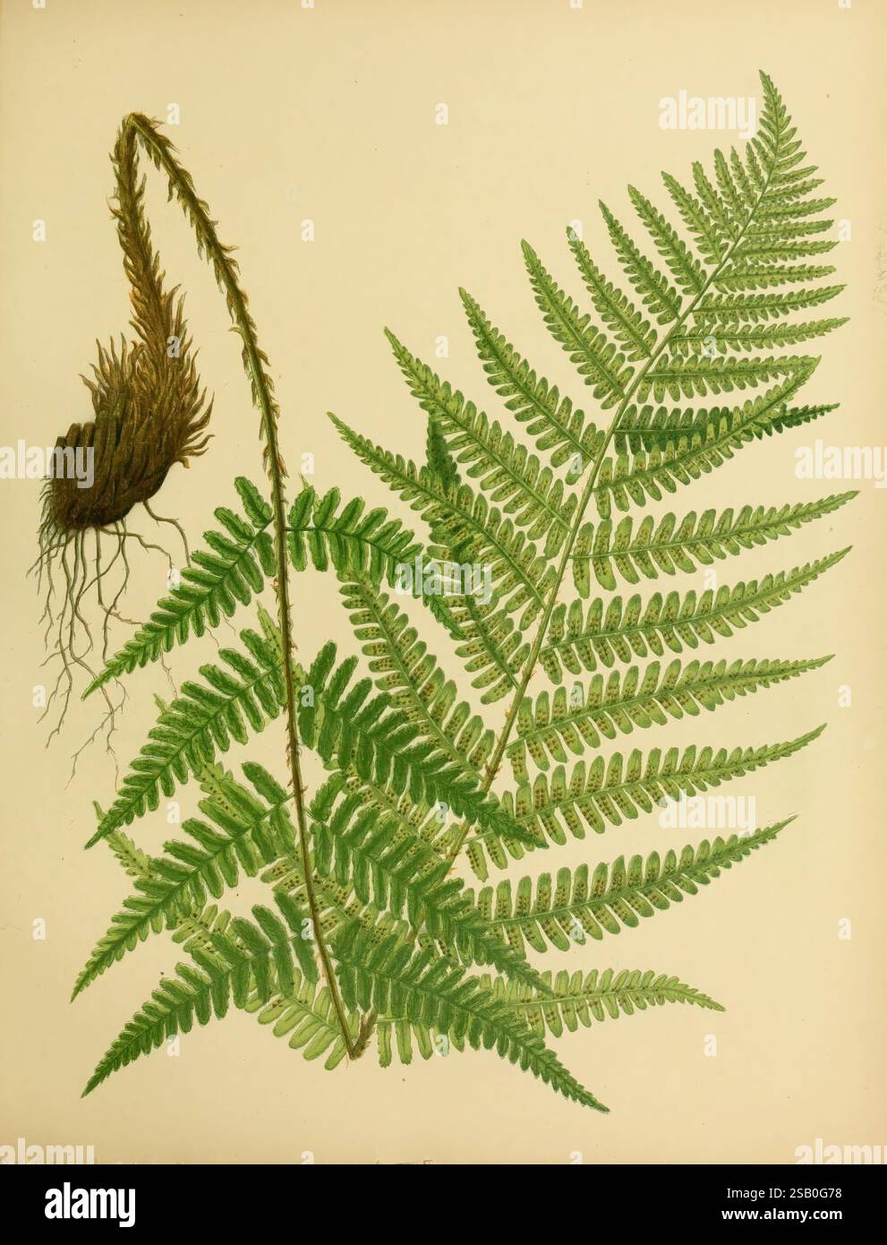 Ferns united states aspidium filix mas hi-res stock photography and ...