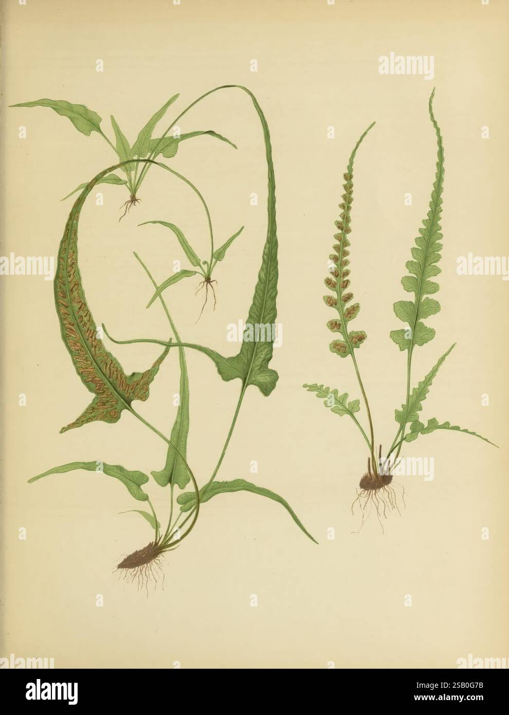 Spiraling fern displays hi-res stock photography and images - Alamy