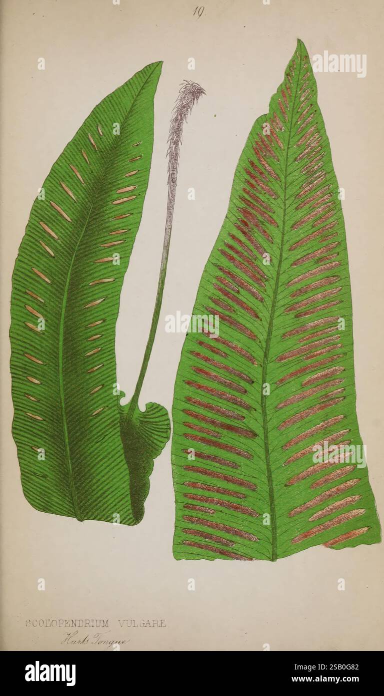 Elongated spore bearing structure hi-res stock photography and images ...