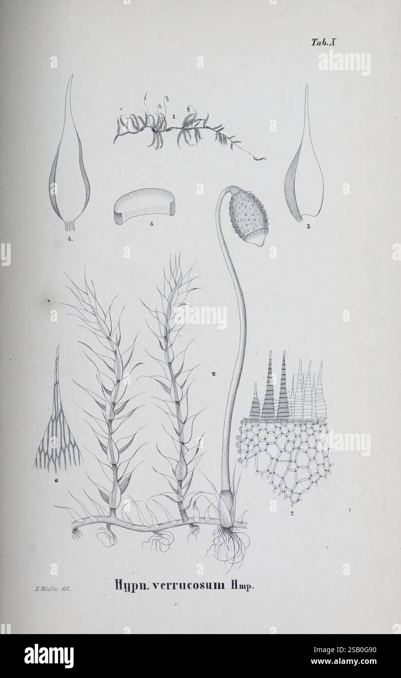 Icones Muscorum Novorum vel Minus Cognitorum, Bonnae, Henry & Cohen ...
