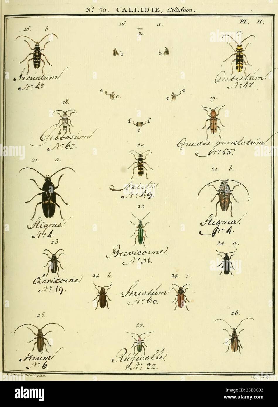 Forms typical of entomological studies hi-res stock photography and ...
