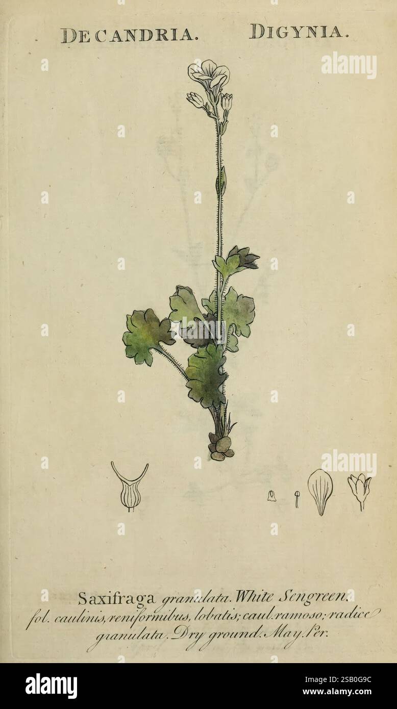 Flora Britannica Indigena, Bath. 1778, Botany, Great Britain ...