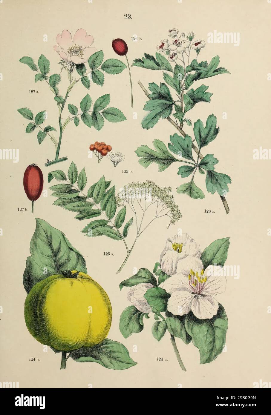 Botanischer bilder-atlas, nach De Candolle's Natürlichem pflanzensystem ...