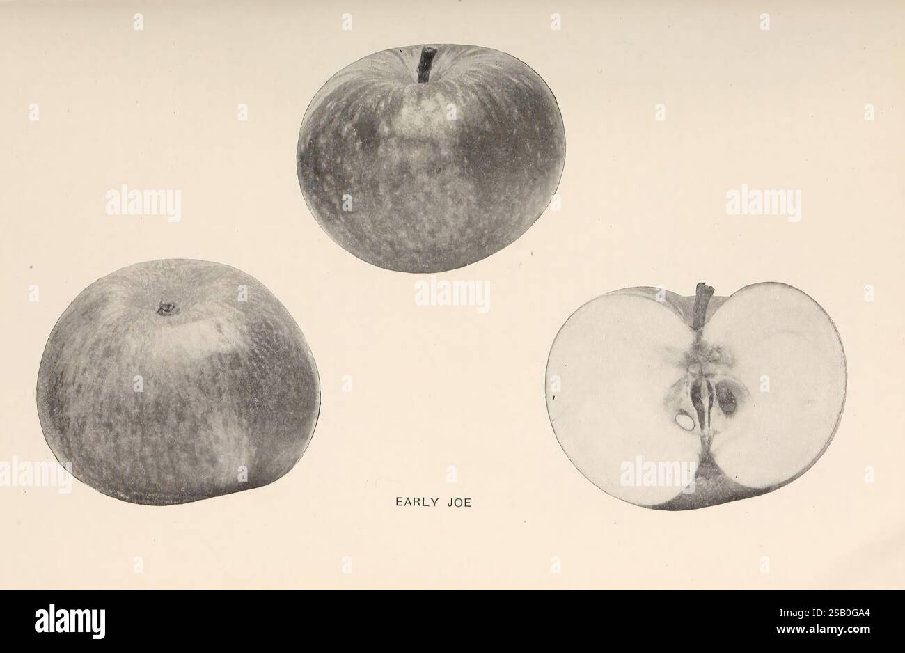 The apples of New York, Albany, J.B. Lyon, 1905 apples, fruit culture ...