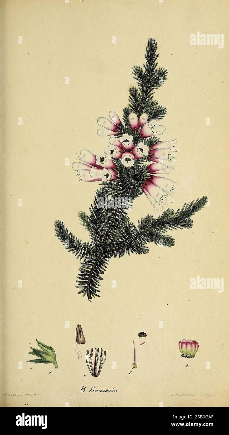 The Heathery, or A Monograph of the Genus Erica, London, Henry G. Bohn ...