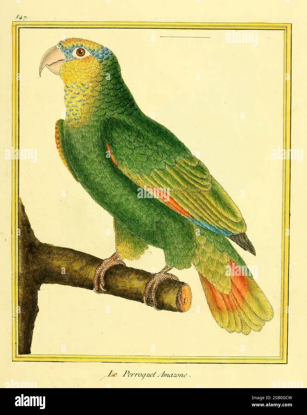 Parrots graceful posture hi-res stock photography and images - Alamy