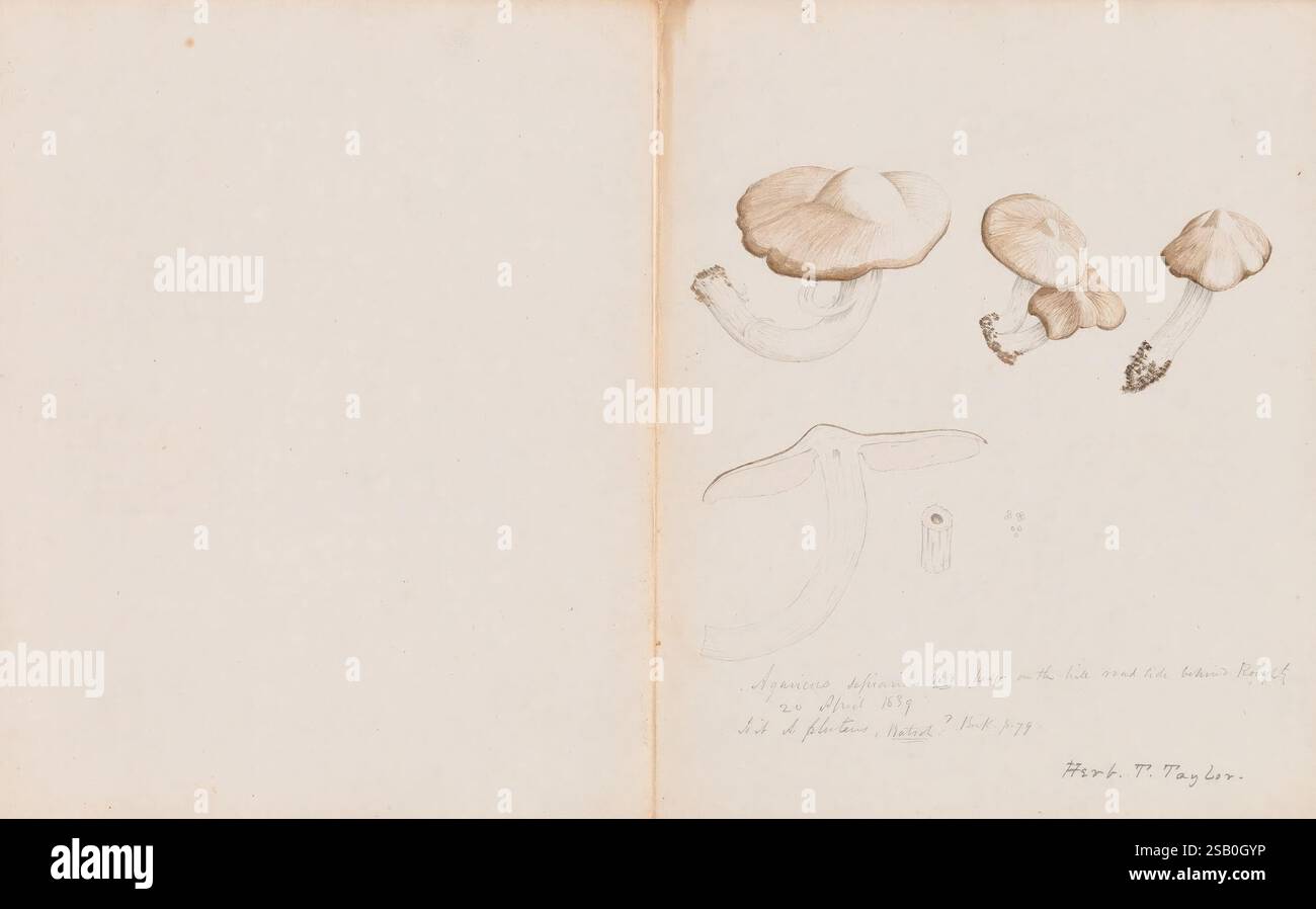 Drawings of fungi, Not before 1839, fungi, pictorial works, The ...