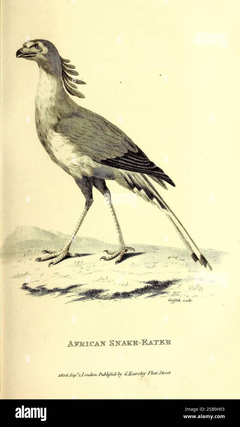 Pronounced head crest hi-res stock photography and images - Alamy