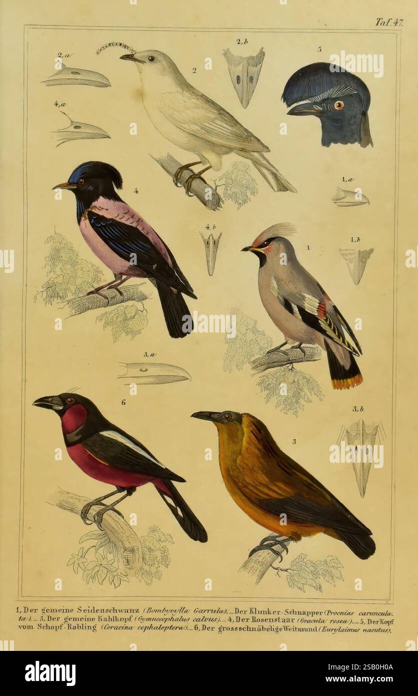 Bird showcases unique plumage patterns hi-res stock photography and ...