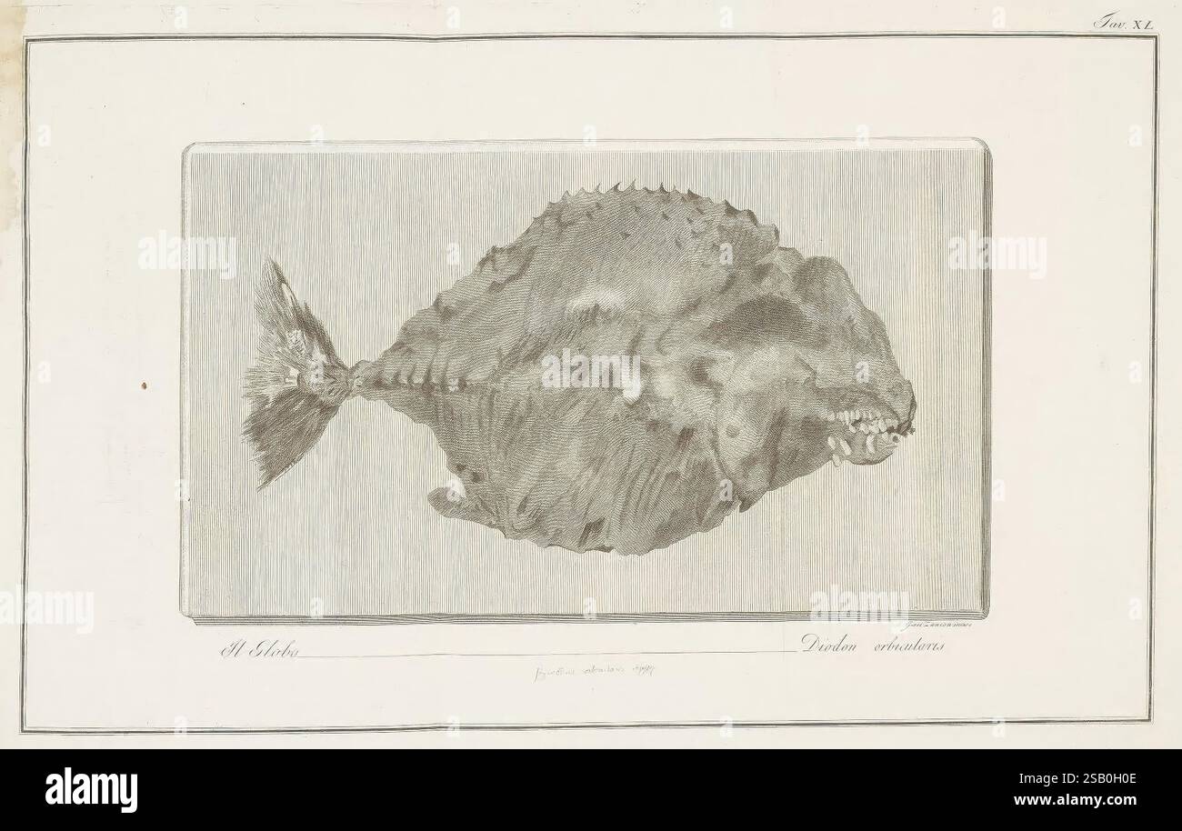 Ittiologia, Veronese, del Museo, Bozziano, Verona, Dalla Stamperia ...