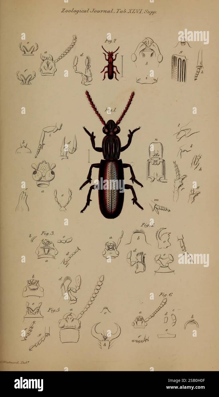 The, Zoological, Journal, London, W. Phillips, 1824-, Periodicals ...