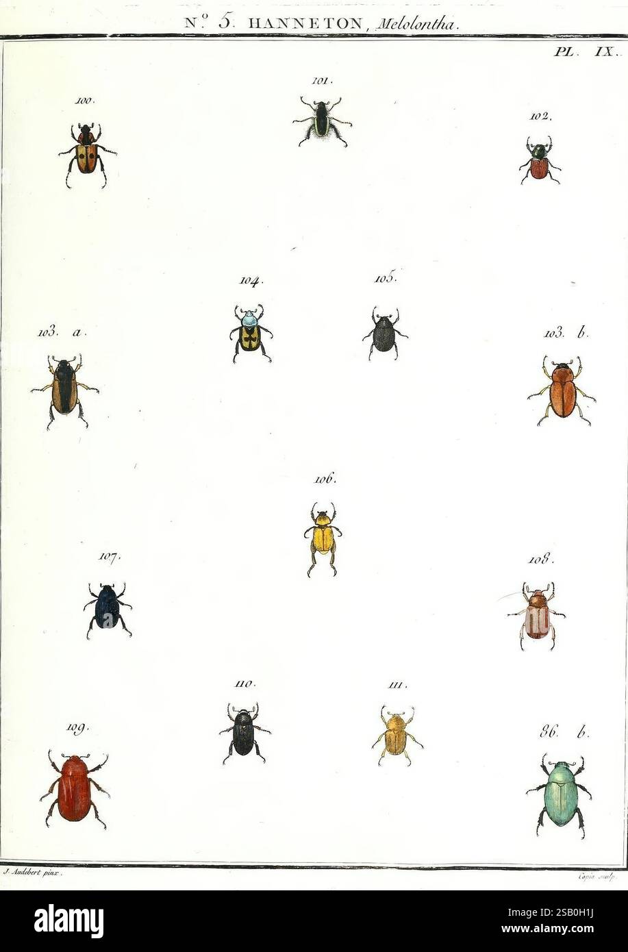 12 different beetles hi-res stock photography and images - Alamy