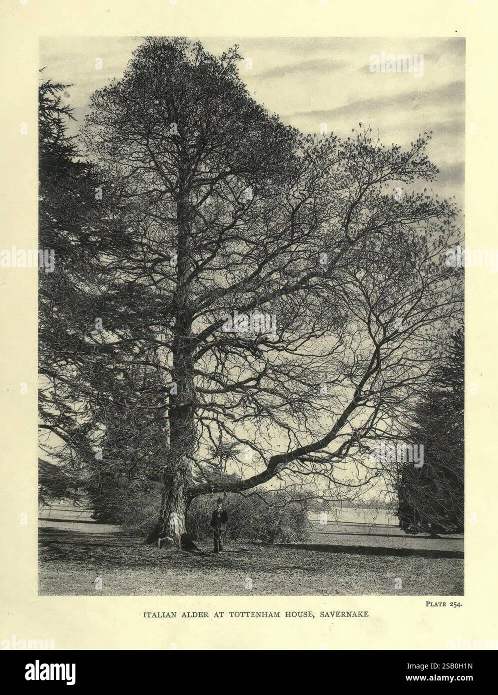 Majestic italian alder tree hi-res stock photography and images - Alamy