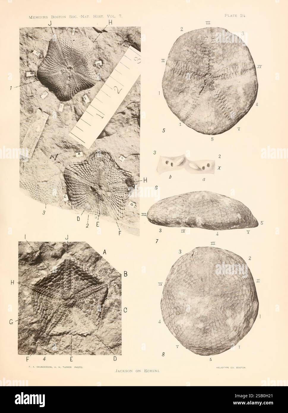 Phylogeny of the Echini, Boston, The Society, 1912, paleontology ...