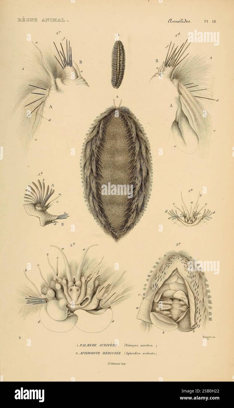 Clam shell showcases hi-res stock photography and images - Alamy