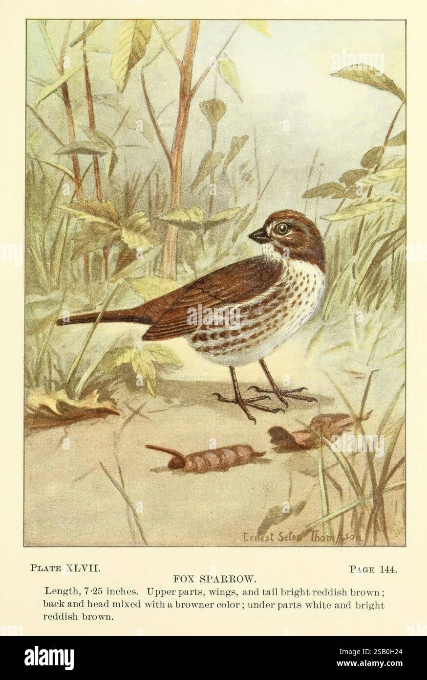 Fox sparrows appearance hi-res stock photography and images - Alamy