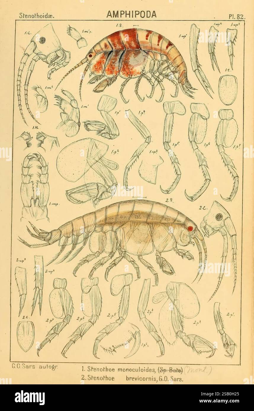 Highlighting different body parts hi-res stock photography and images ...
