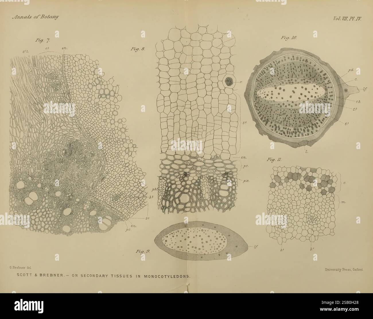 Annals of botany London, Botany, Periodicals, Plants., The illustration ...