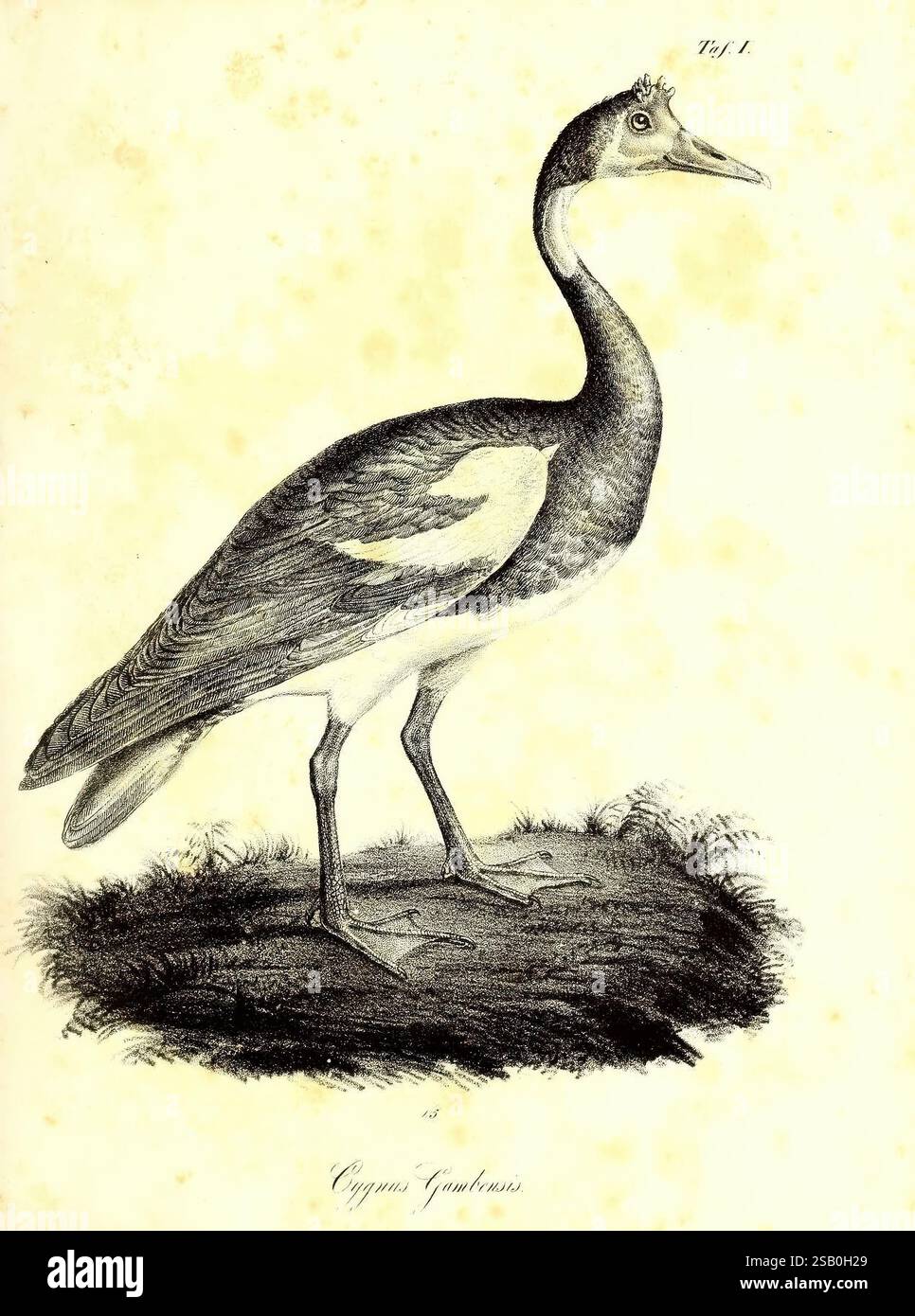 A detailed illustration of a large, elegant bird standing on a patch of ...