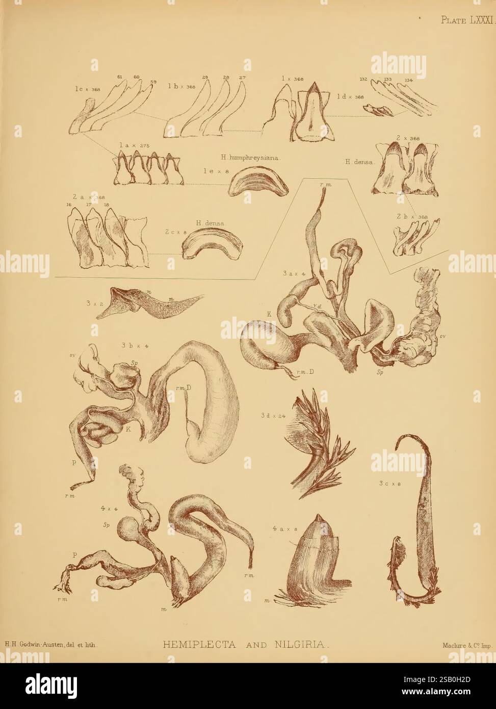 Land, freshwater, Mollusca, India, London, Taylor and Francis, 1882 ...