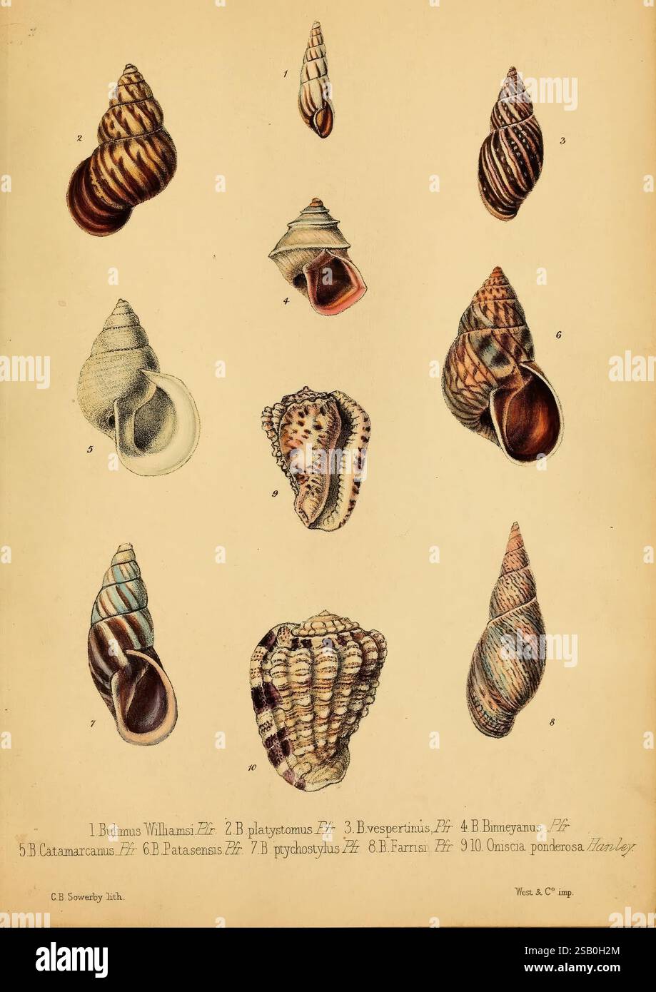 Proceedings of the Zoological Society of London, London, Academic Press ...