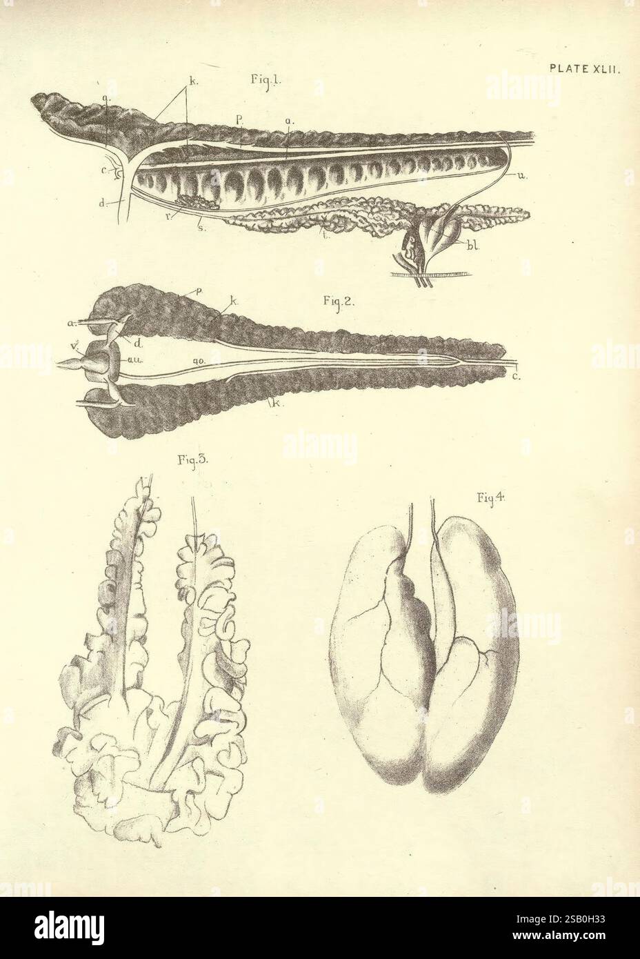 Illustrations of zoology: invertebrates & vertebrates, Edinburgh, Y.J ...