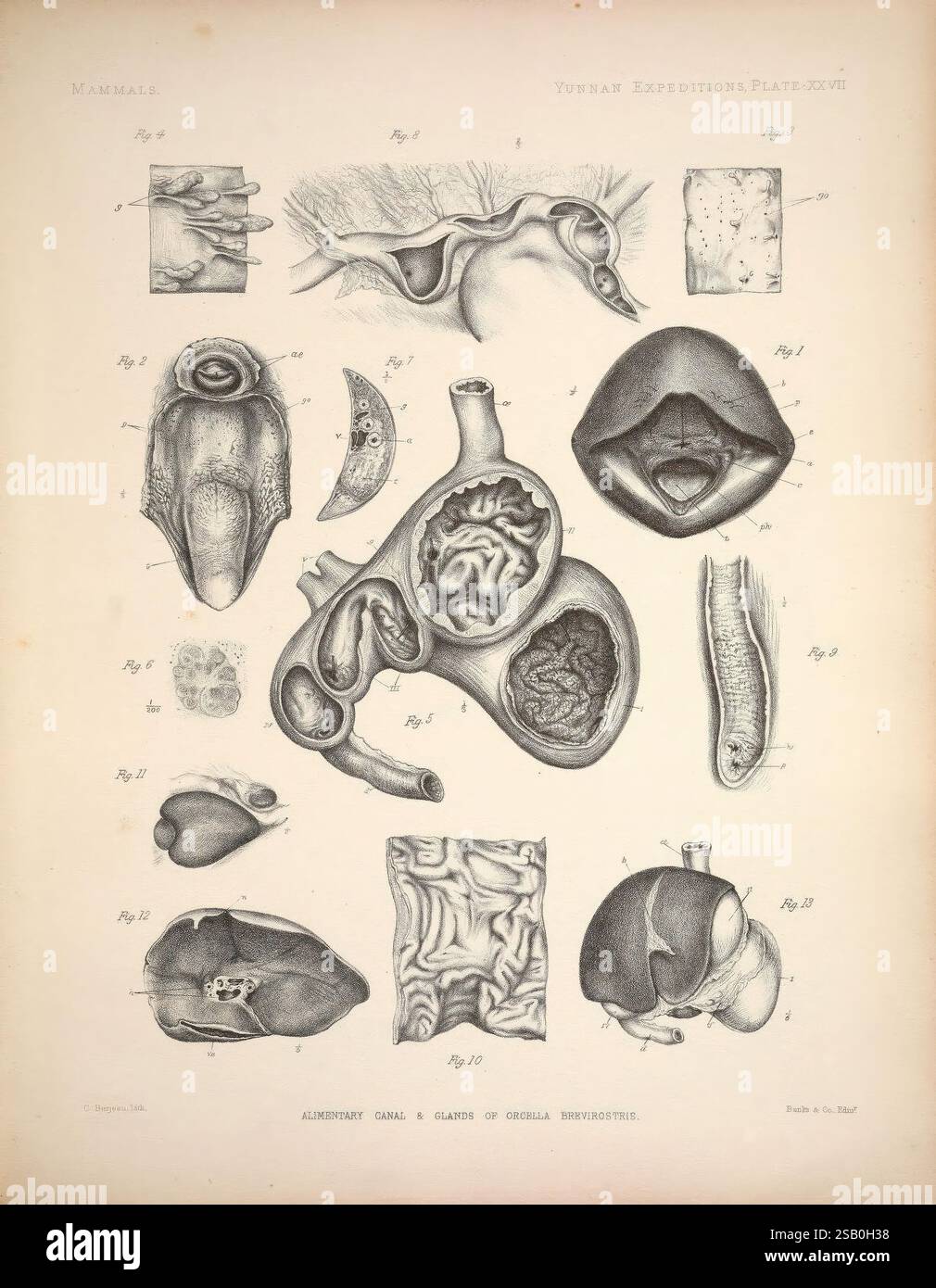 Anatomical and zoological researches v.2. 1878, China, Zoology, Yunnan ...