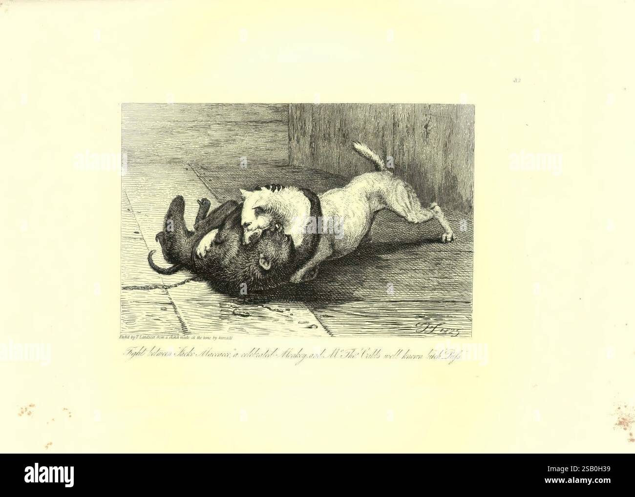 Two dogs engage hi-res stock photography and images - Alamy