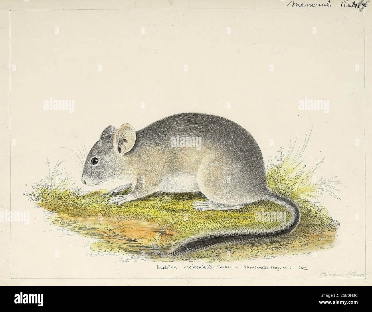 Catalogue, North American, mammals, with, drawings, and, proof, of ...