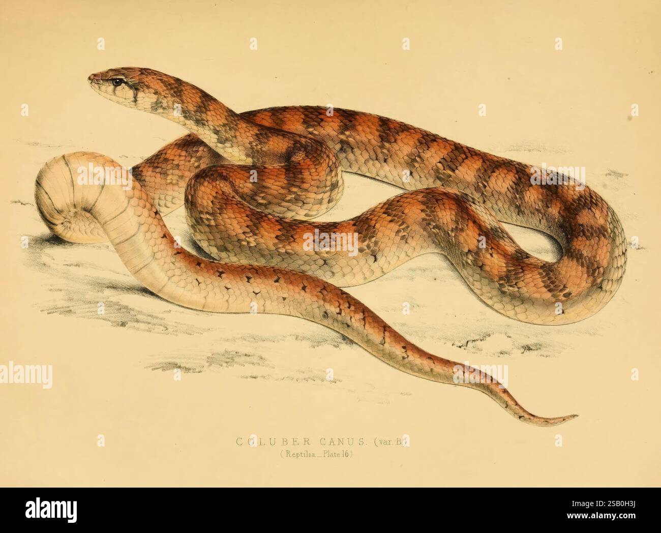 Illustrations of the Zoology of South Africa, v.3, London, Smith, Elder ...