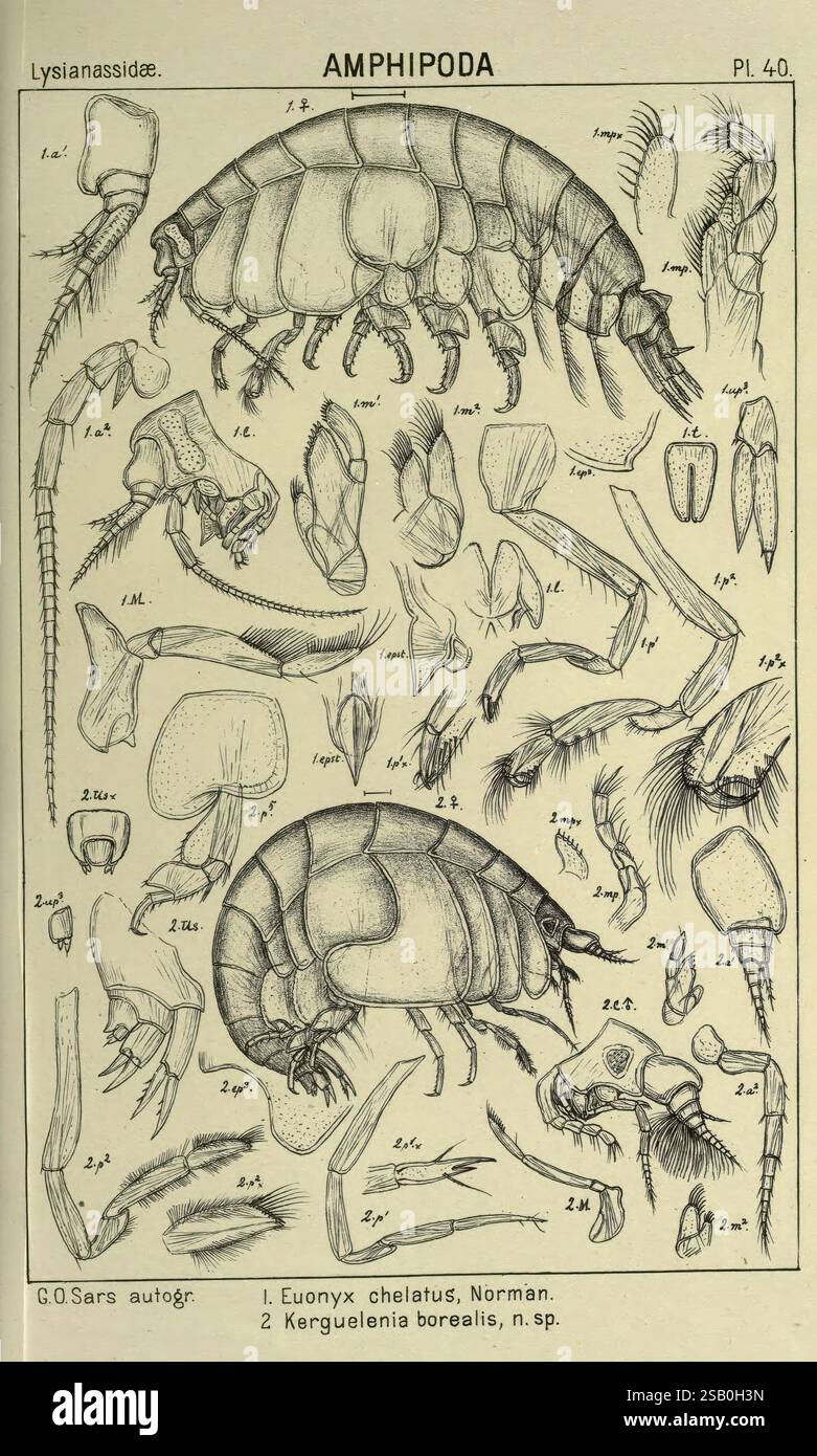 Highlighting key physical characteristics hi-res stock photography and ...