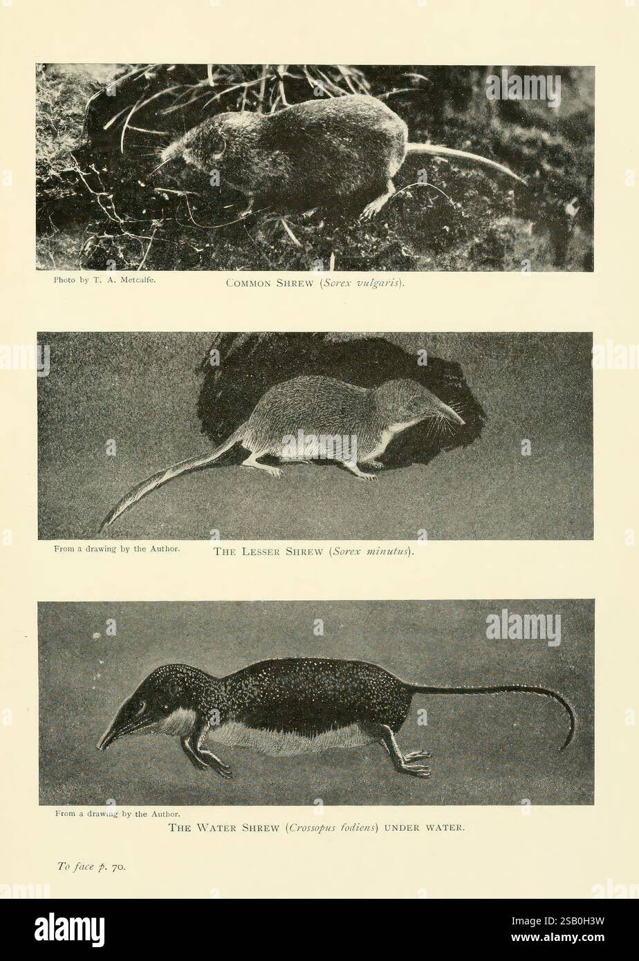 Middle segment showcases hi-res stock photography and images - Alamy