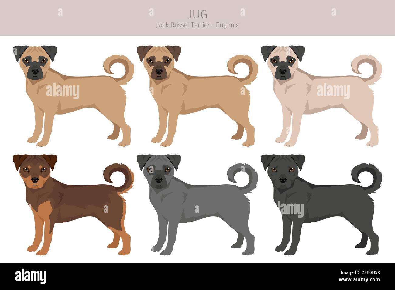Jug clipart. Jack Russel Terrier - Pug mix. Different coat colors set ...