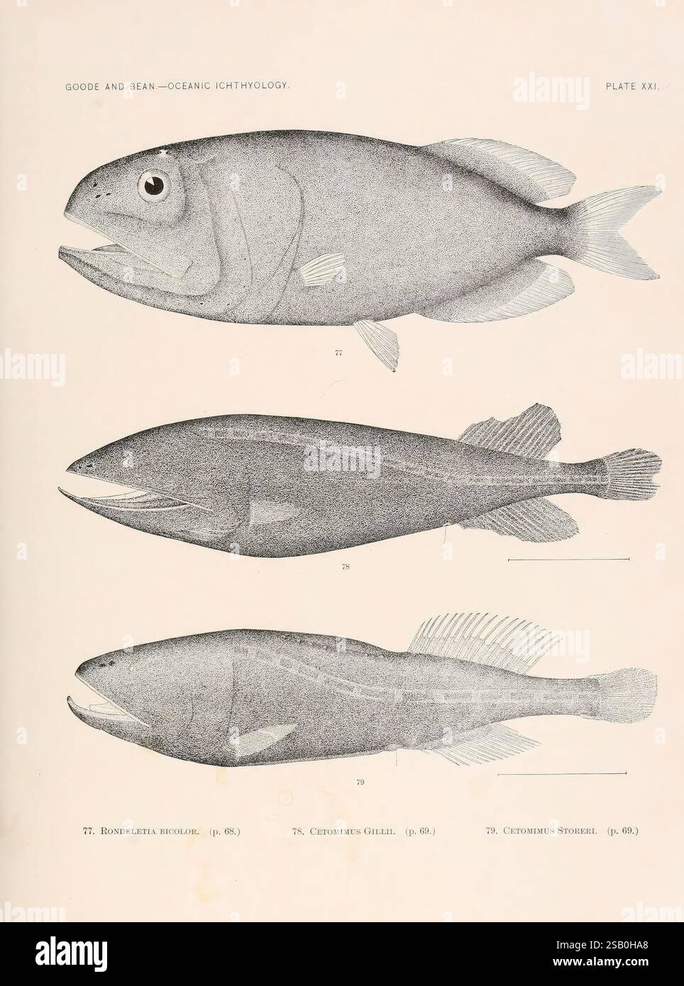 Difference specimen hi-res stock photography and images - Alamy