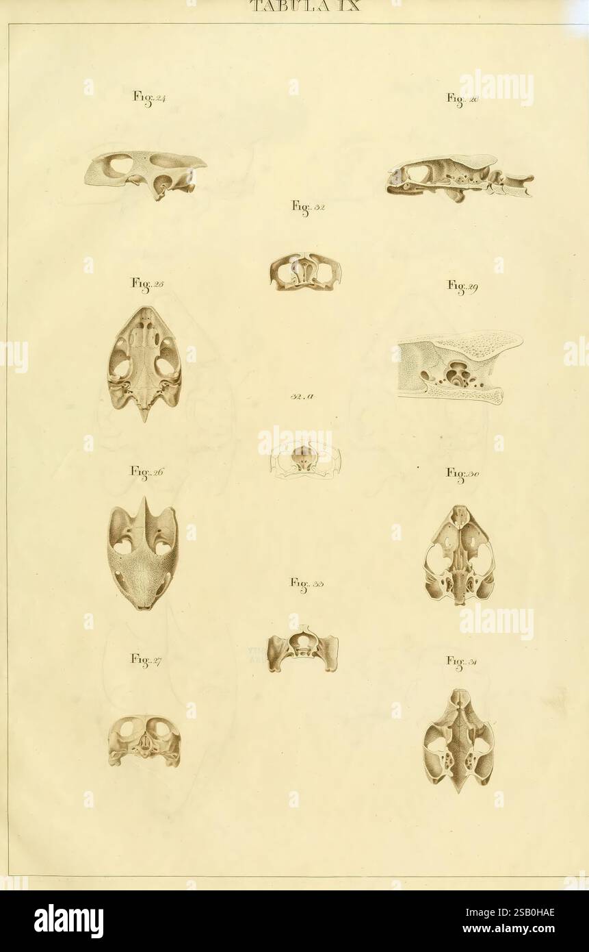 Anatome testudinis Europaeae, Vilnae, Impensis auctoris, typis Josephi ...