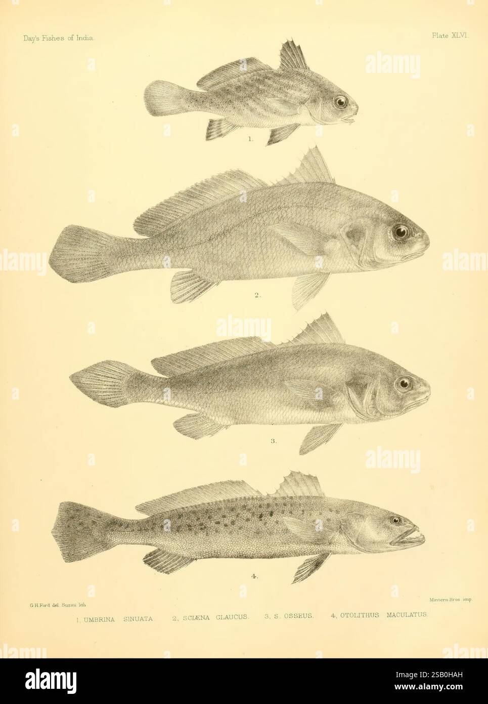 The, fishes, of, India, 1875-1878, India, Burma, Indian Ocean, Sri ...