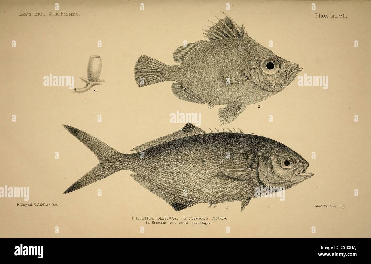 Two smaller illustrations feature hi-res stock photography and images ...